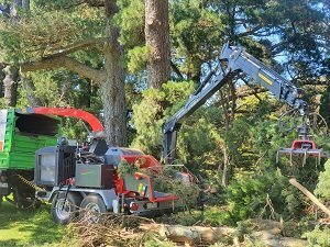 The Climbing Dutchman - Tree service - Arborist Mornington Peninsula