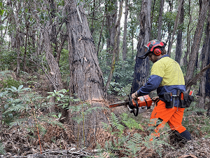 The Climbing Dutchman - Tree service - Arborist Mornington Peninsula