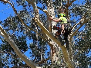 The Climbing Dutchman - Tree service - Arborist Mornington Peninsula