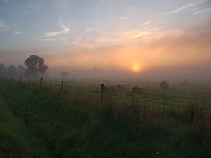 The Climbing Dutchman - Tree service - Arborist Mornington Peninsula